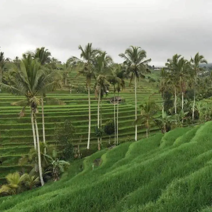 9 Best Bali Rice Fields To Soak In Balinese Landscapes