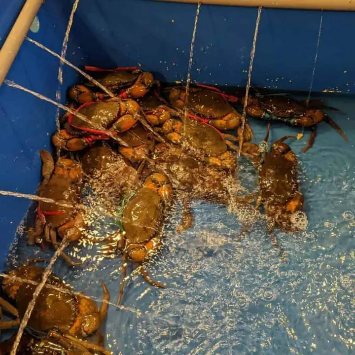 Best Penang Seafood Restaurants for Cheap and Fresh Catches